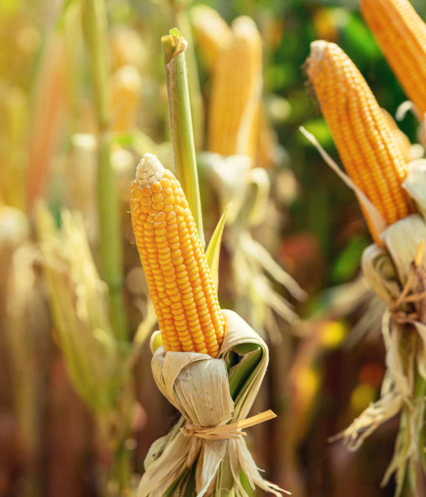 What We Do – Amtrac Philippines